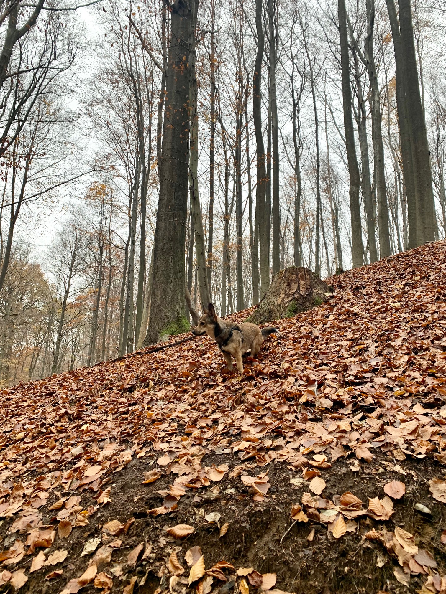 Balade canine du 3 décembre 2022 - Peace & Dog